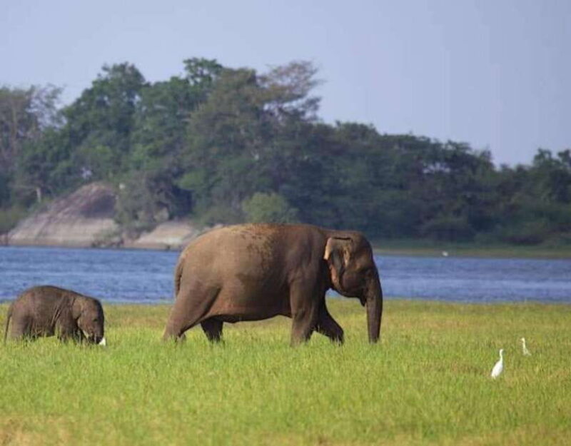 From Anuradhapura:Wilpattu Full-Day Wildlife Safari. - FAQ