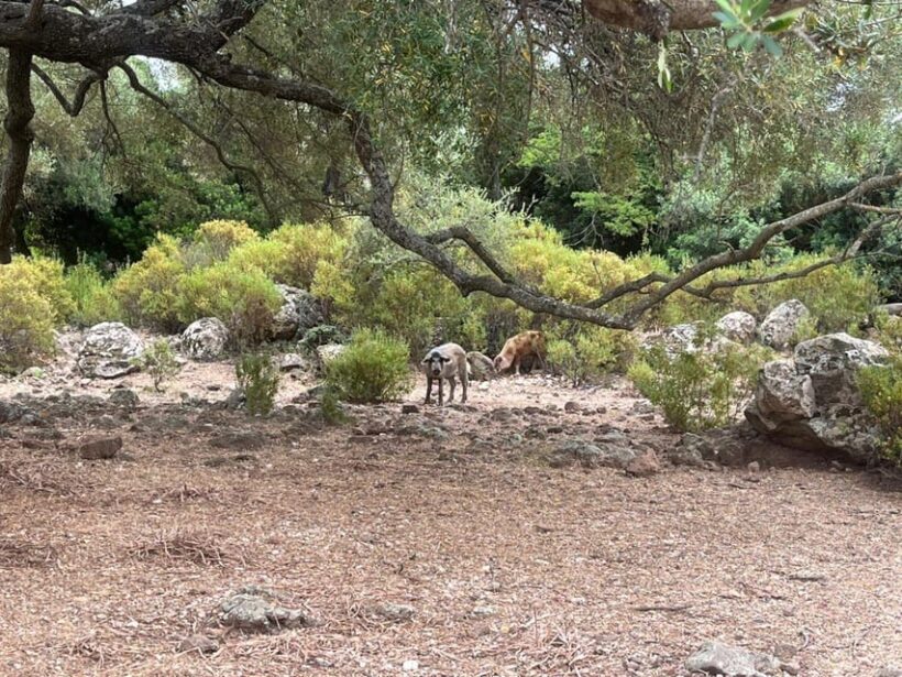 From Arbatax: 4hour jeep tour of the Golgo Plateau in Baunei - Discovering Sardinias Rugged Charm: What This Tour Offers
