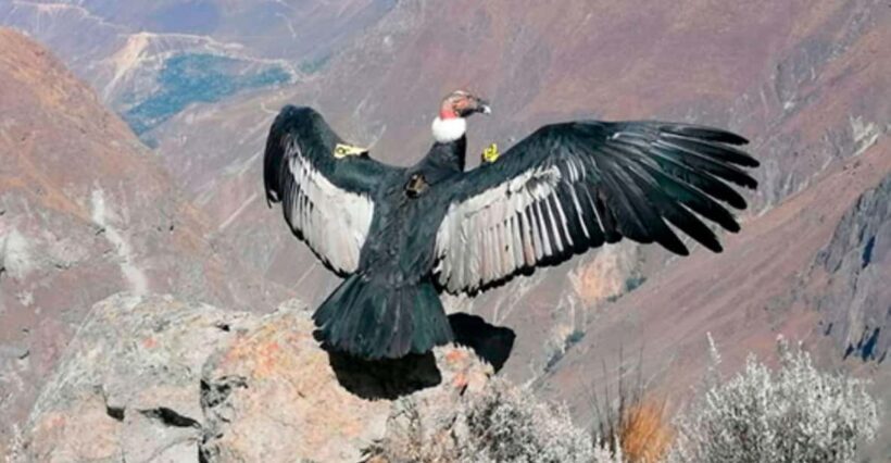 From Arequipa: 1 Day Tour to the Colca Canyon + Breakfast - An In-Depth Look at the Colca Canyon Tour