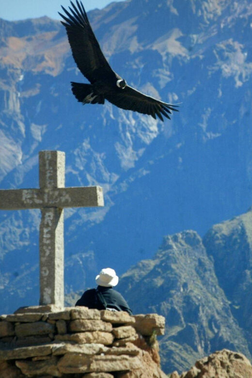 From Arequipa: 1 Day Tour to the Colca Canyon + Breakfast - Who Would Love This Tour?