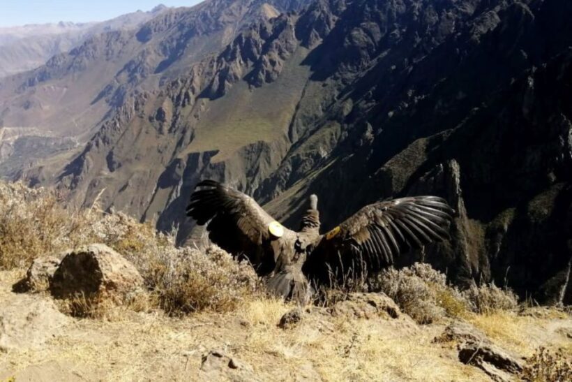 From Arequipa: Colca Canyon all include |Full Day| - An In-Depth Look at the Tour Experience
