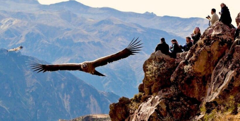 From Arequipa: Colca Canyon Full-Day Tour with Breakfast - A Deep Dive into the Colca Canyon Full-Day Tour