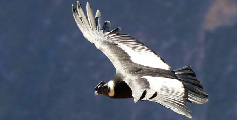 From Arequipa: Colca Canyon Full-Day Tour with Breakfast - Who Will Love This Tour?