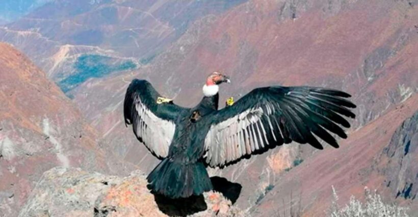 From Arequipa: Colca Canyon + Hotel tour of 2D/1N - Final Thoughts: Is It Worth It?