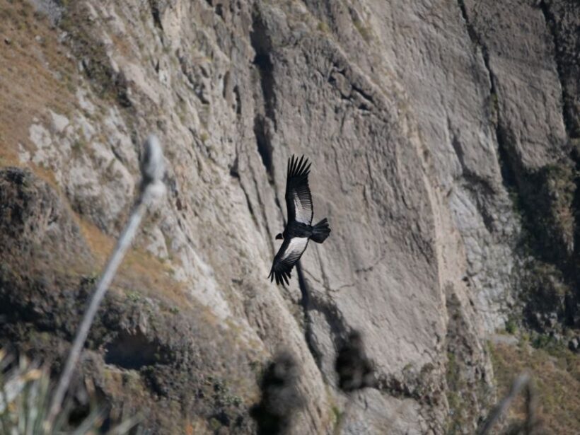 From Arequipa: Colca Canyon & La Calera Thermal Waters - Key Points