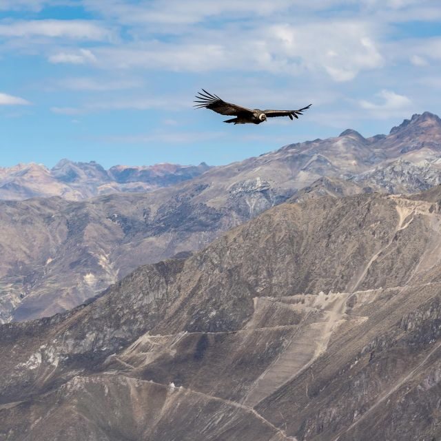 From Arequipa: Colca Canyon & La Calera Thermal Waters - A Detailed Look at the Tour Experience