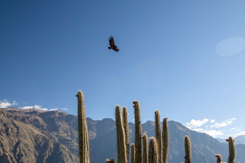 From Arequipa: Colca Canyon Two-Day Tour - The Itinerary: What You Can Expect Over Two Days