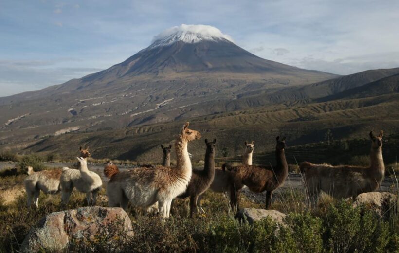 From Arequipa: Excursion to Chivay and Colca Canyon - The Transport and Group Experience