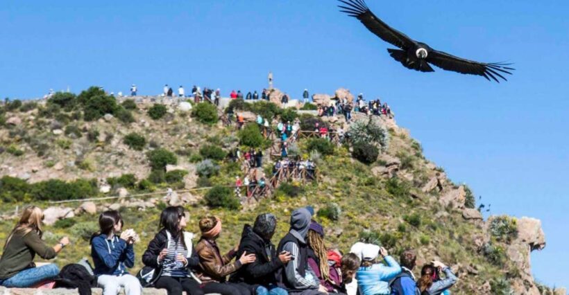 From Arequipa: Full Day Colca Canyon Tour - Key Points