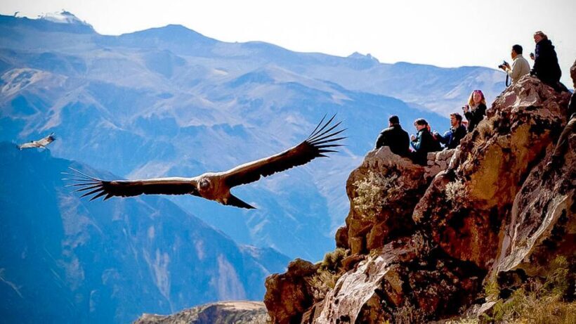 From Arequipa: Full Day Colca Canyon Tour - Introduction: Is This Tour Right for You?