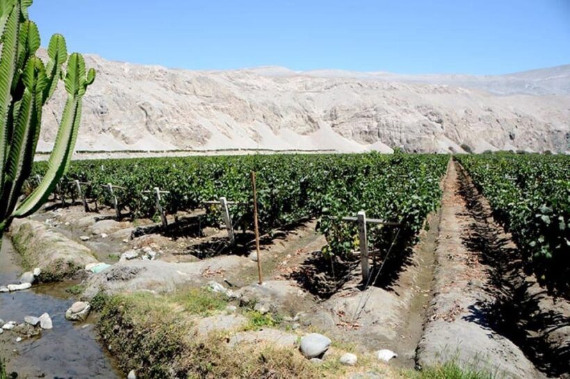 From Arequipa: Pisco and wine tour through the Majes Valley - An Introduction to the Majes Valley Pisco and Wine Tour