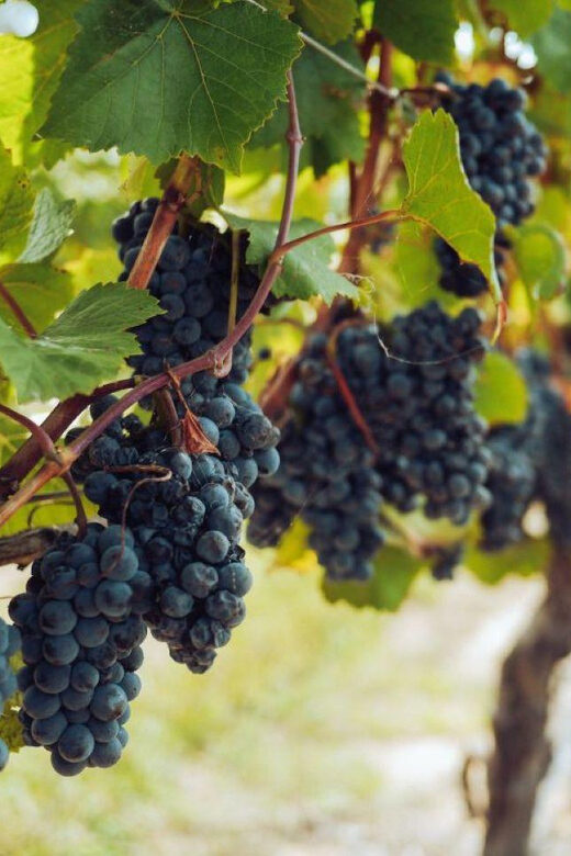 From Arequipa: Pisco and wine tour through the Majes Valley - The Experience: What We Like and What to Watch Out For