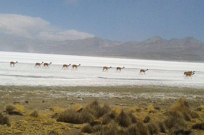 From Arequipa: Salinas Lagoon Full-Day Trip with Hot Springs - Who Should Consider This Trip?