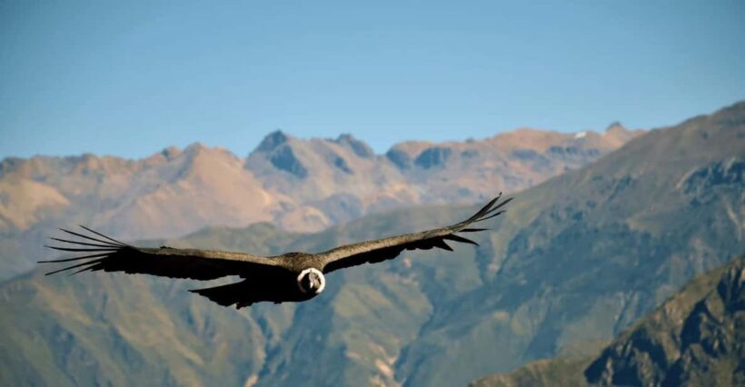 From Arequipa: Tour Colca Canyon 2 Days with End in Puno - Key Points