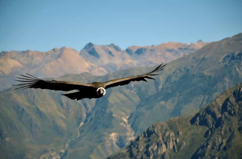 From Arequipa: Tour Colca Canyon 2 Days with End in Puno - A Detailed Look at the Tour Experience