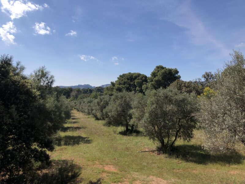 From Arles: Alpilles Regional Park Provence 4x4 Safari - FAQs