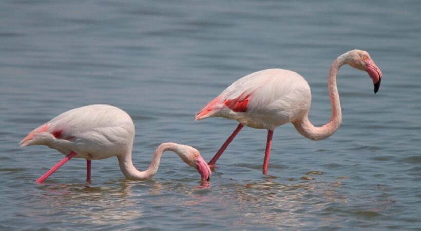 From Arles: Half-Day 4x4 Camargue Safari - What Reviewers Love Most