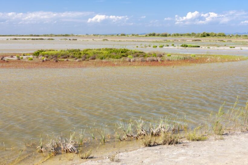 From Arles: Half-Day 4x4 Camargue Safari - Who Is This Tour Best For?