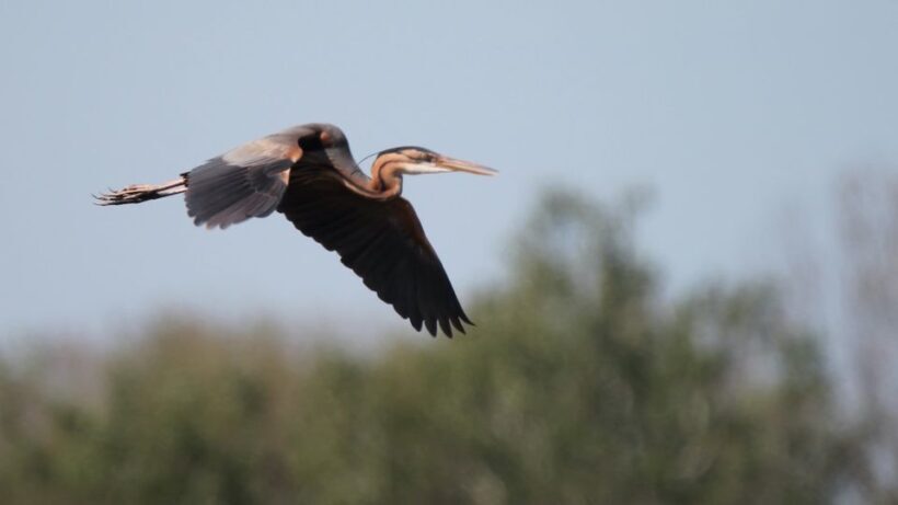 From Arles: Half-Day 4x4 Camargue Safari - FAQ