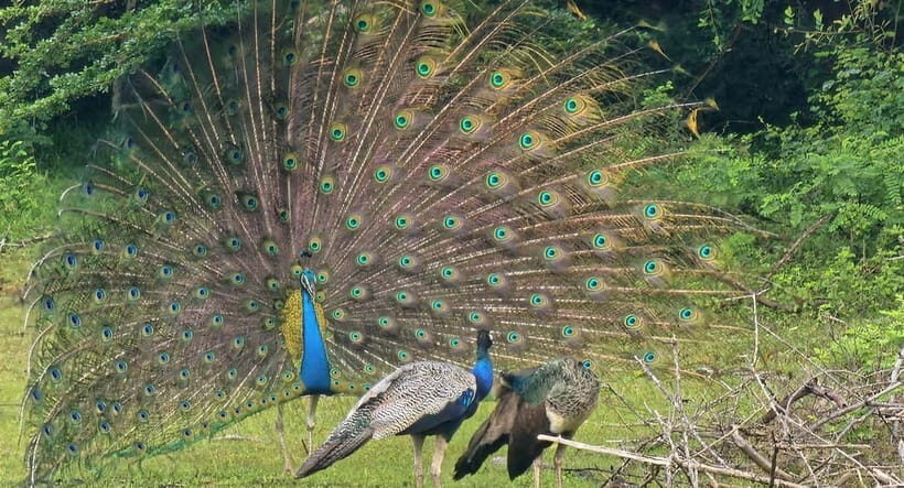 From Around Tangalle: Half-Day Yala Safari Private Tour(M/E) - A Practical Introduction to a Wild Encounter