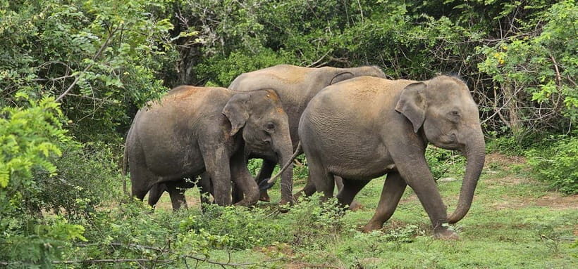 From Around Tangalle: Half-Day Yala Safari Private Tour(M/E) - The Full Itinerary Breakdown
