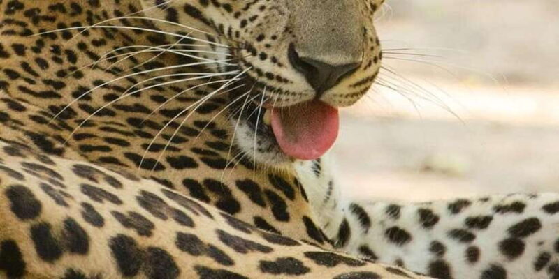 From Arugambay to Tangalle/Mirissa with Yala Leopard Safari - The Sum Up