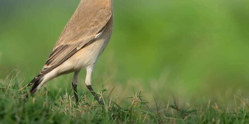 From Arugambay : Yala National Park Safari & Dropoff in Ella - Key Points