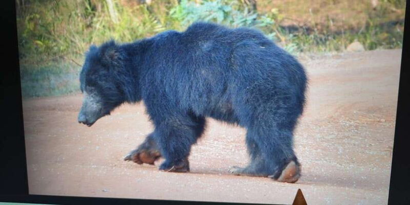 From Arugambay : Yala National Park Safari & Dropoff in Ella - The Itinerary in Detail