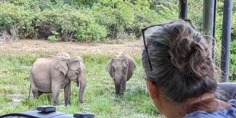 From Arugambay : Yala National Park Safari & Dropoff in Ella - Who Will Love This Tour?