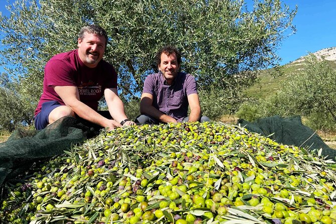 From Athens: Olive Oil Tasting, Olive Grove & Wine Experience - Booking Information and Tips