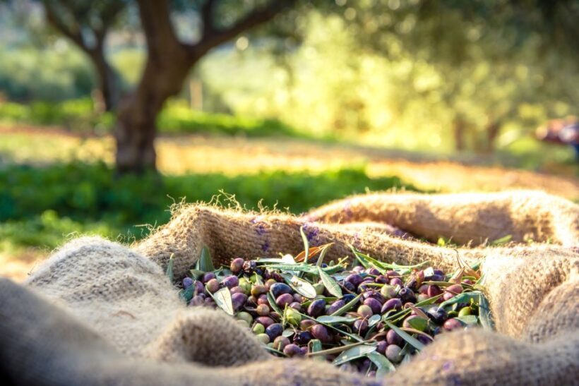 From Athens: Wine, Oil, & Cheese Tasting in Nemea & Argolis - What’s Included and What’s Not
