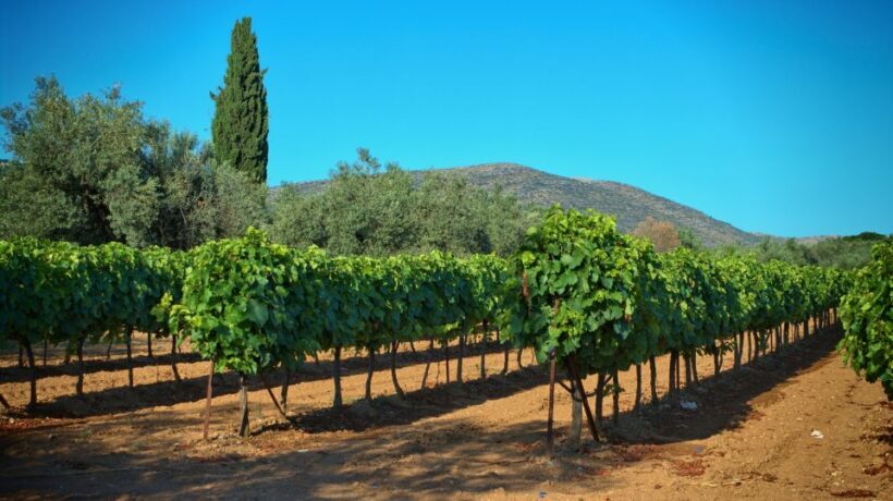 From Athens: Wine, Oil, & Cheese Tasting in Nemea & Argolis - Final Thoughts: Who Will Love This Tour?