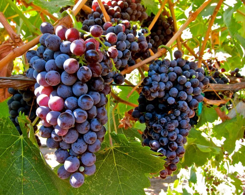 From Atlanta: Half-Day Wine Country Tour - What Makes This Tour Valuable?