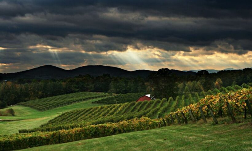 From Atlanta: North Georgia Wine Country Tour - A Closer Look at the North Georgia Wine Country Tour