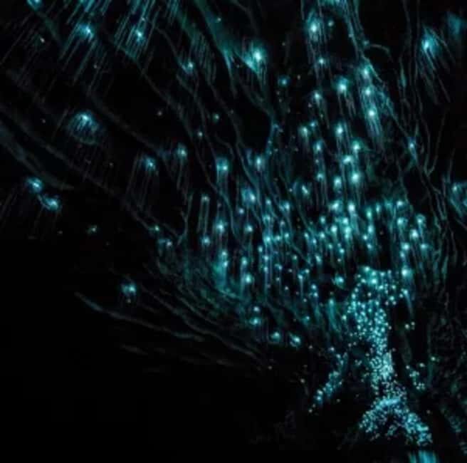 From Auckland: Day Trip to Waitomo Glow Worm Caves - Returning to Auckland: Scenic and Relaxed