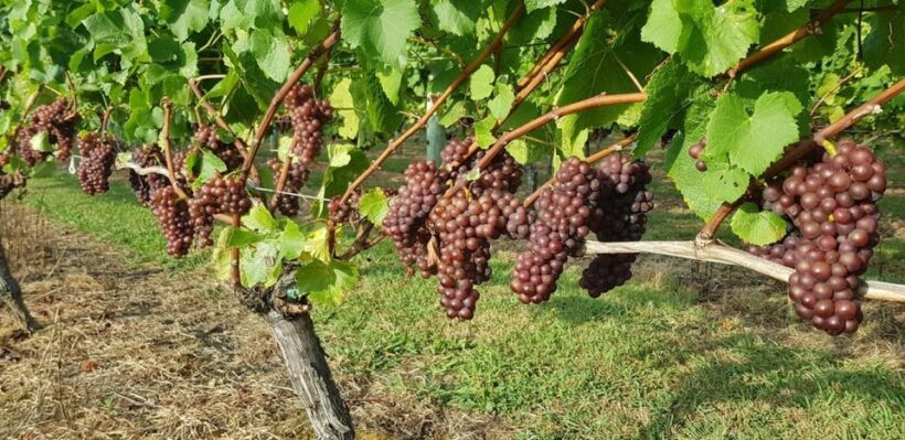 From Auckland: Small Group Kumeu Wine Tour with Lunch - Practical details: what to expect