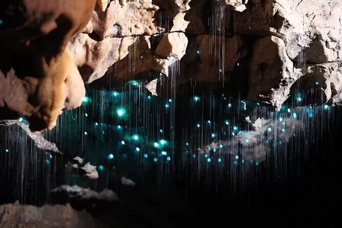 From Auckland : Spellbound Glow Worm Twin Caves Private Tour - Price and Value