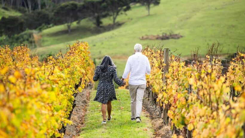 From Auckland: Taste Of Waiheke Island Day Tour - Key Points