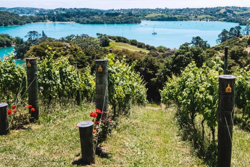 From Auckland: Waiheke Island Sip & Savour Tour with Lunch - Scenic, Relaxed, and Personal