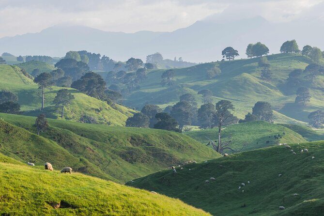 From Auckland:Hobbiton Movie Set & Waitomo Caves Small Group Tour - In The Sum Up