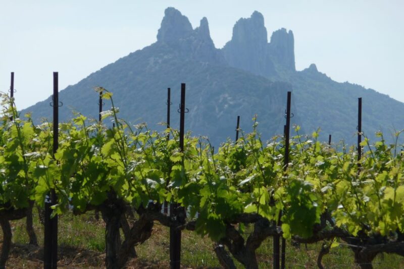 From Avignon: Half-Day Great Vineyards Tour - The Sum Up