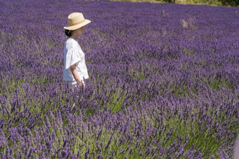 From Avignon: Half Day Lavender Tour to Sault - The Value of the Tour: Price, Duration, and Experience