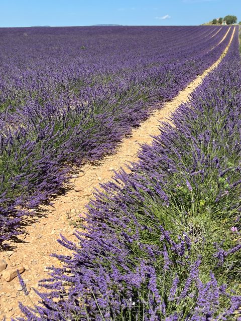 From Avignon: Lavender Tour around Valensole or Sault - The Picnic Experience