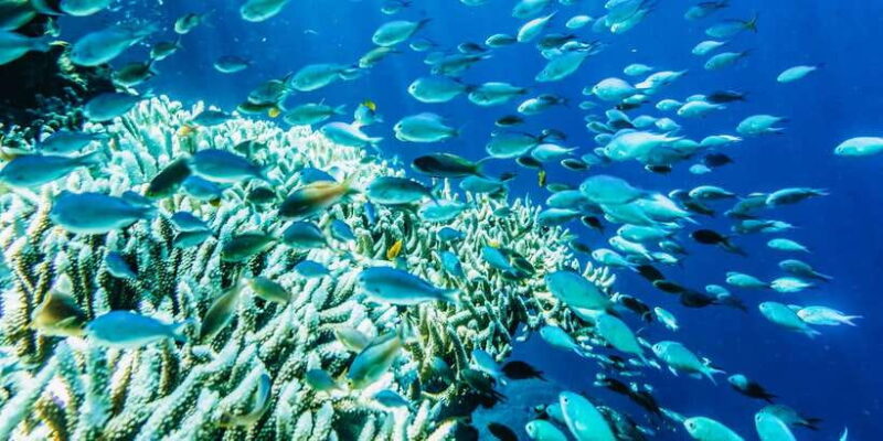 From Bali: 3 Snorkeling Spots Tour to Lembongan and Penida - Final Thoughts: Is It Worth It?