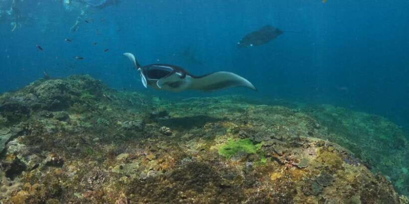 From Bali: 3 Snorkeling Spots Tour to Lembongan and Penida - FAQ