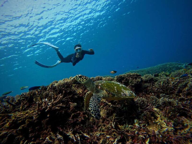 From Bali: Half Day Snorkeling 3 Spots to Lembongan & Penida - Practical Details: Price, Duration, and Accessibility