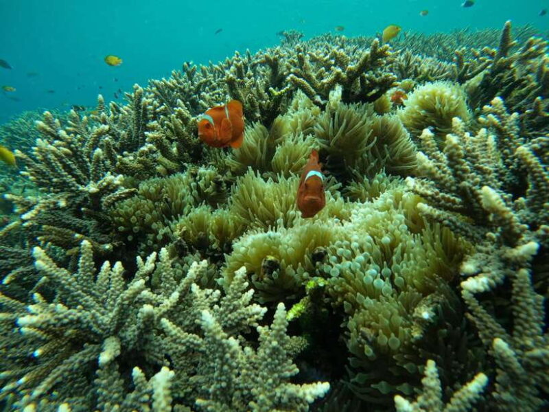 From Bali: Half Day Snorkeling 3 Spots to Lembongan & Penida - What Travelers Say