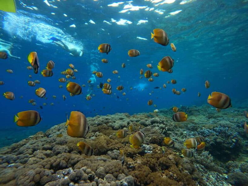 From Bali: Half Day Snorkeling 3 Spots to Lembongan & Penida - Final Thoughts