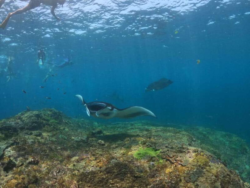 From Bali: Half Day Snorkeling 3 Spots to Lembongan & Penida - FAQ