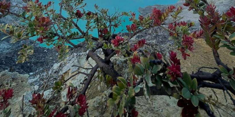 From Bali : Mount Ijen Blue-fire Volcano Tour - Introduction